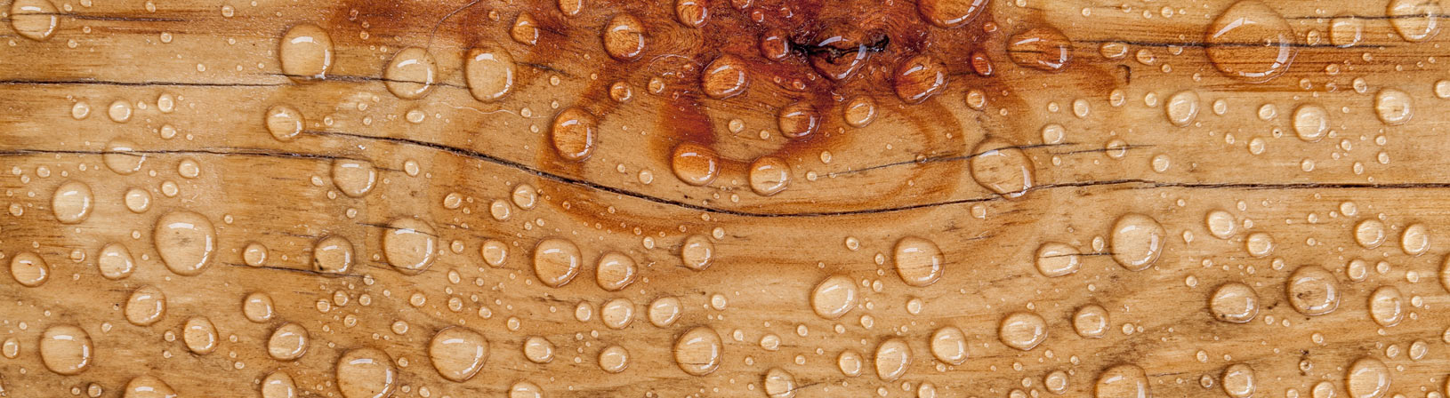 Transparent Wood: The Building Material of the Future